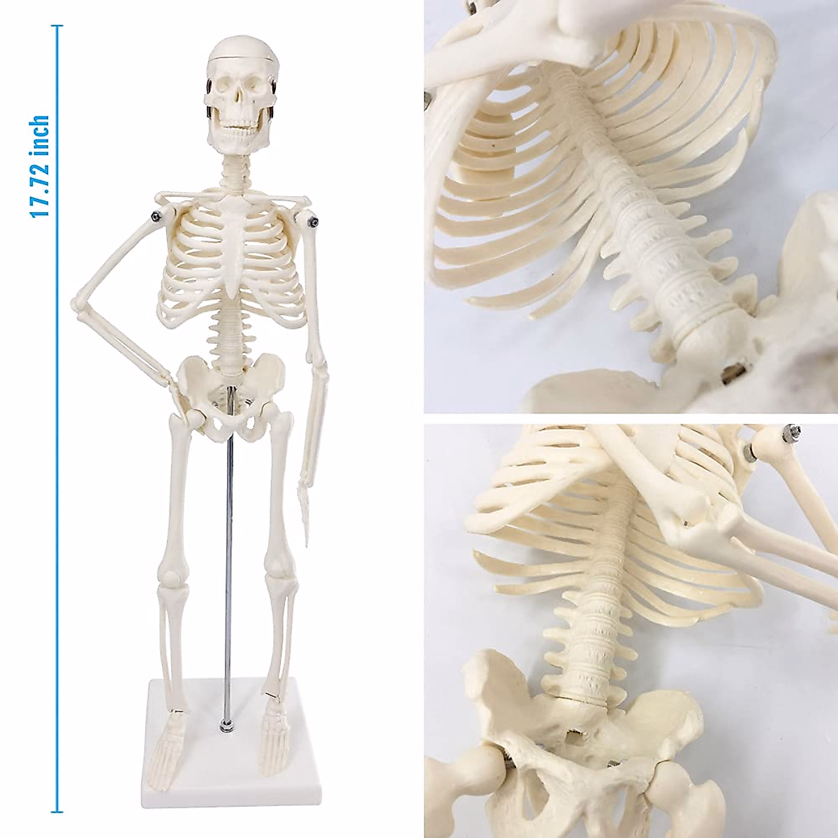 Merinden Mini Human Skeleton Model, 17.72” Petite Human Bones Model with Movable Arms, Legs and Stand, for Student, Kid to Study Small Human Skeletal System Anatomy, Physiology and to Decor Halloween