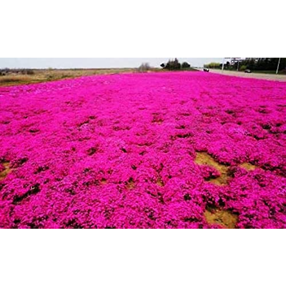 Seeds Of Strength Thyme Seeds - 2000 Mix Red Creeping Thymus Ground Cover Bulk for Planting Flower Home Garden