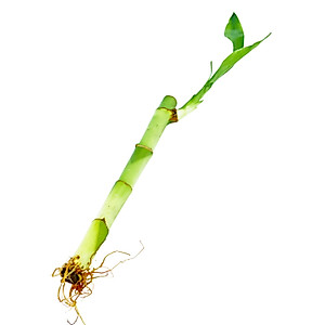 Mainam Lucky Bamboo Straight Dracaena sp Bundle US Nursery Live Aquarium Plants Freshwater Fish Tank House Plants Decorations Aquatic Plant 3 Days Pond Tropical