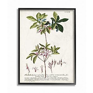 Stupell Industries Botanical Plant Illustration Pink Flowers Vintage Black Framed Wall Art, 16 x 20, Design by Artist Unknown