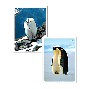Super Duper Publications | Webber® Animals Photo Card Deck | Educational Learning Resource for Children