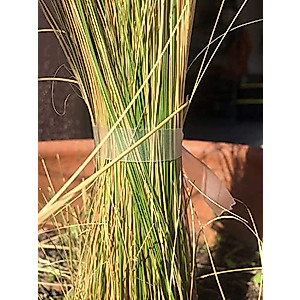 Clear Tie Tape 300 FEET x 1/2" Each Roll/Translucent Stretch Plant Ribbon Garden Vinyl - 3 Pack