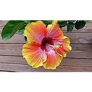 100 pcs Mix Hibiscus Luna Flower Seed Perennial Flower Garden Plant