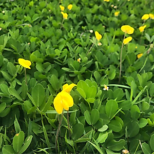 Peanut Grass Live Plant in 3 Pot Planting Ornaments Perennial Garden Grow in Pot Gifts, 3 Packs