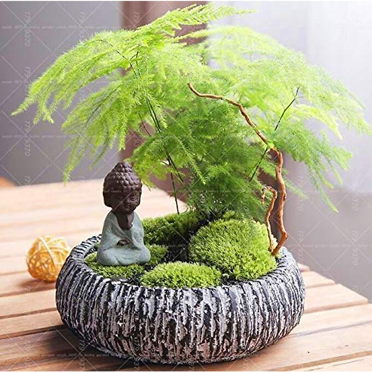 12 Seeds of Asparagus Fern (Asparagus Setaceus)-Small Bamboo Bonsai Setose Asparagus Plants,Clean The air Potted