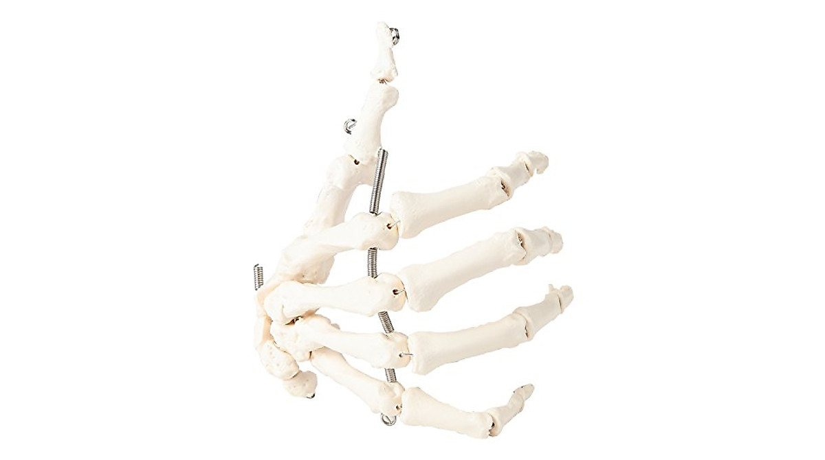 Axis Scientific Skeletal Hand Model | Fully Articulated & Accurate for ...