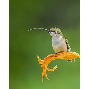 Posterazzi DPI12388212 Ruby-Throated Hummingbird (Archilochus colubris) Resting on an Orange Lily with a Green Background Redbridge, Ontario, Canada Photo Print, 13 x 17, Multi