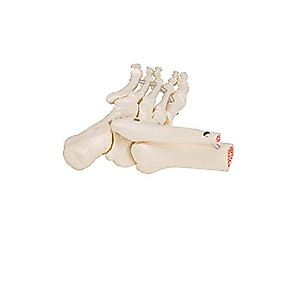 3B Scientific A31/1 Foot Skeleton-flexibly w/portions of Tibia- Fibula - 3B Smart Anatomy
