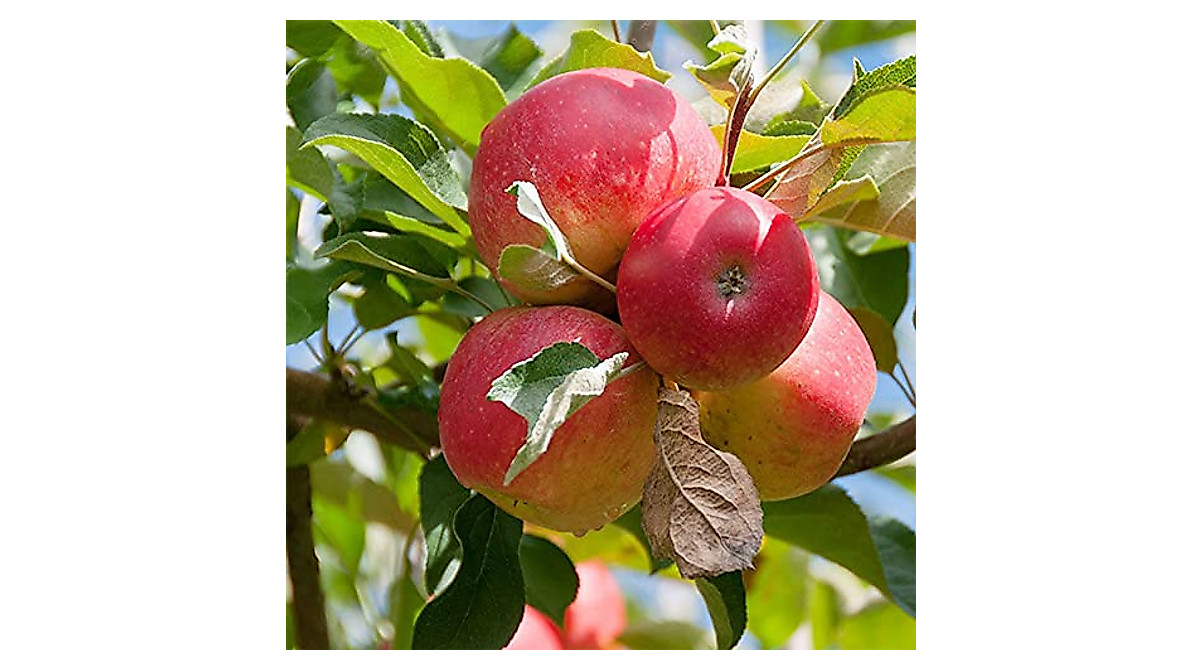 QAUZUY GARDEN Dwarf Gala Apple Seeds - Organic Fruit Tree for Home ...