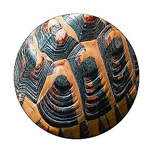 Reptiles Design Image Patterns Turtles PopSockets Swappable PopGrip
