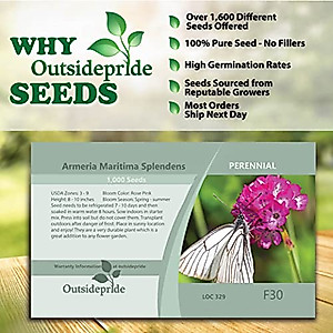 Outsidepride Armeria Maritima Thrift Sea Pink Garden Flower Plant Seed - 2000 Seeds