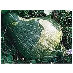 True Green Improved Hubbard Squash Seeds for Planting, 25 Heirloom Seeds Per Packet, (Isla's Garden Seeds), Non GMO Seeds, Scientific Name: Cucurbita Maxima, Great Home Garden Gift