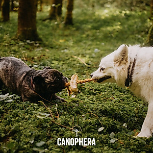 Canophera Dog CHEW Made of Coffee Wood and Coconut Rope - for All Breeds (Large) - 2 Pack