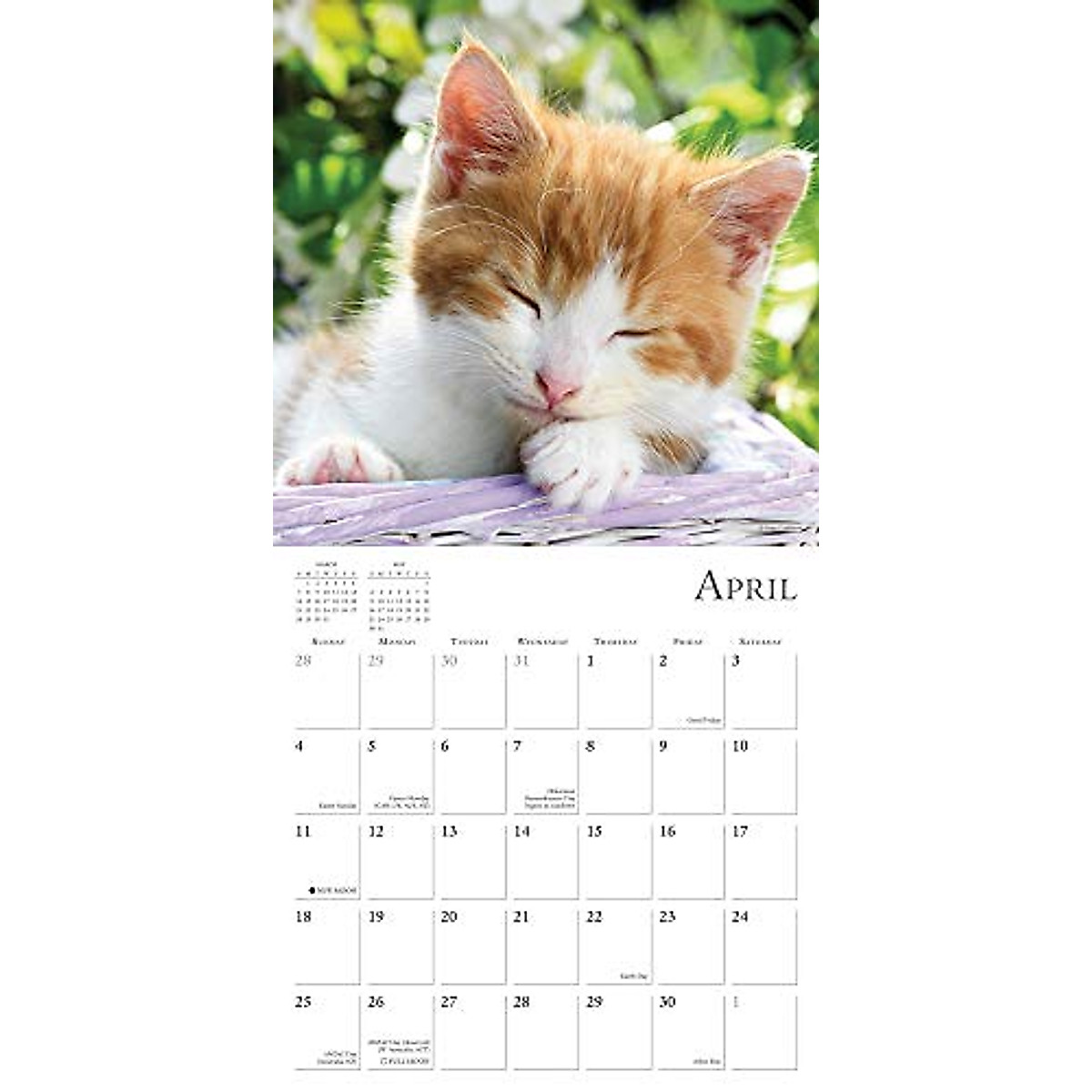 2021 Cat Naps 16-Month Wall Calendar