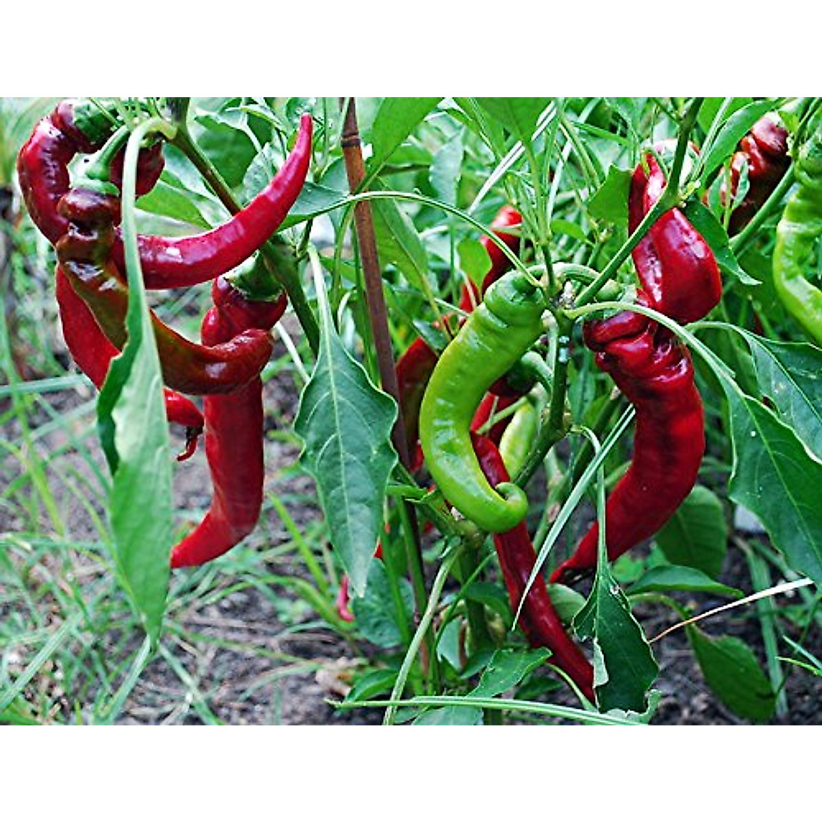 30+ Italian Jimmy Nardello's Sweet 12" Long Pepper Seeds, Heirloom Non-GMO, Prolific, Juicy, Delicious! from USA