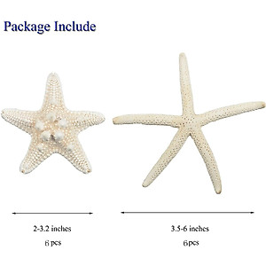 Jangostor 12 PCS Starfish 2-6 Inch Mixed Starfish Natural Seashells Starfish Star Fish Shells Decorations Perfect for Wedding Decor Beach Theme Party, Home Decorations, DIY Crafts, Fish Tank