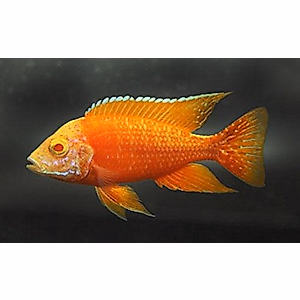 Live Fish - 6 Albino Sunshine Aulonocara Peacock African Cichlid 1.25" - 2" Breeding Colony