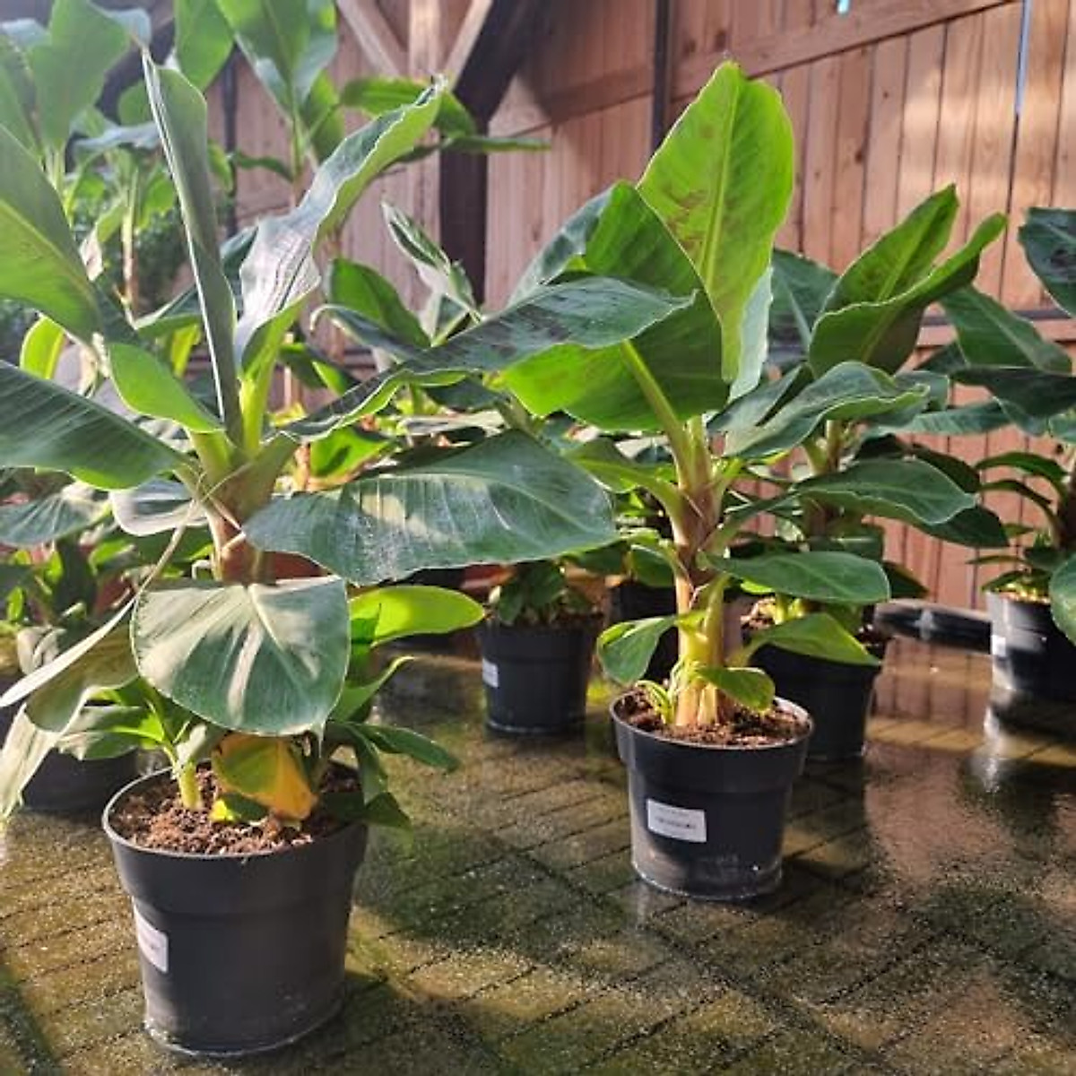 Fruit for Planting, Dwarf Cavendish Banana Fruit Tree 1 to 2 Feet, 1 Gallon Pot