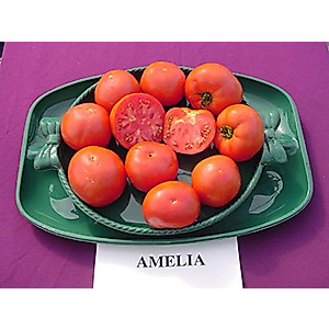 Amelia F1 Hybrid Tomato Seeds - Specially bred for Southeastern Gardens (25 - Seeds)