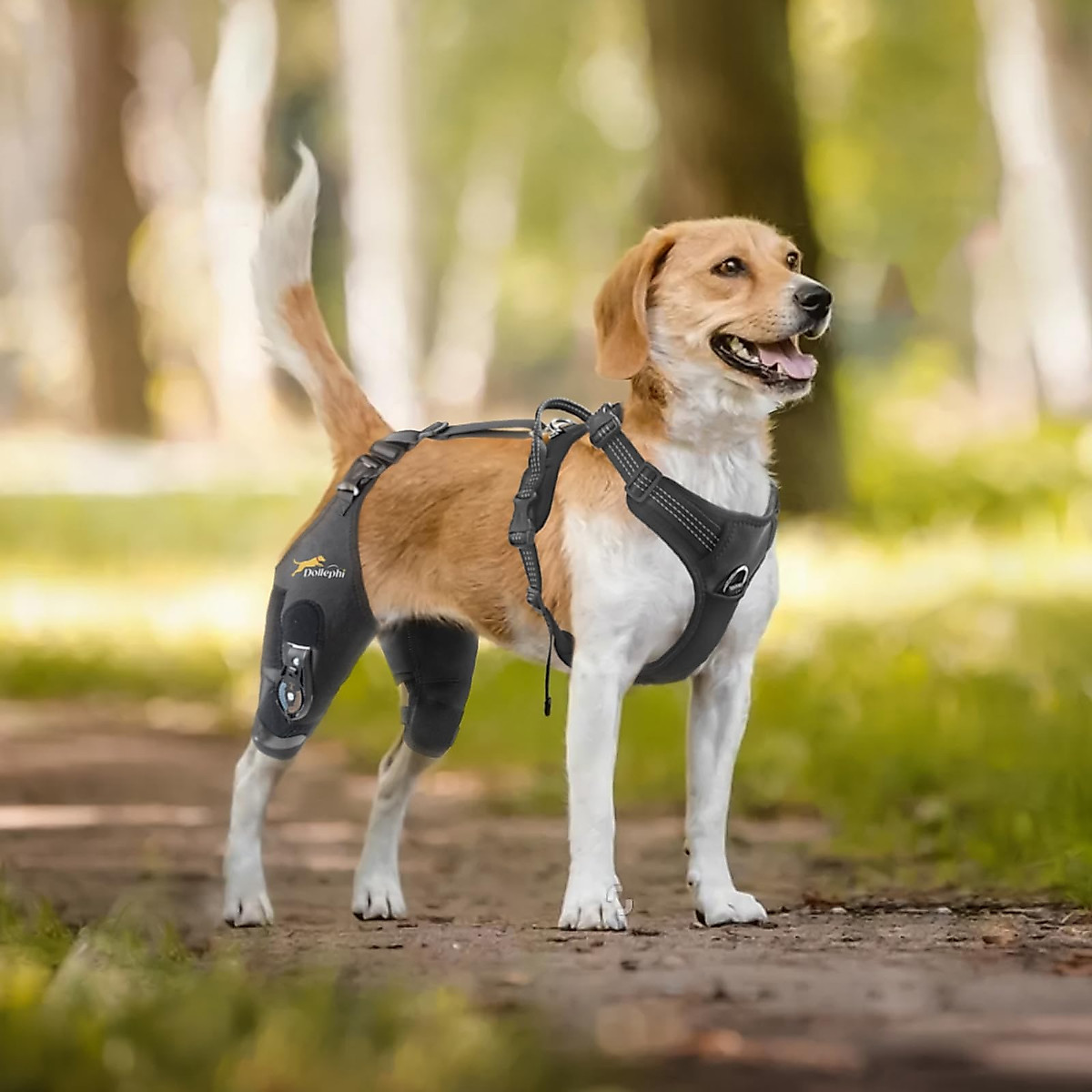 Dollephi Dog Knee Brace for torn acl hind leg with Adjustable Hinge Stabilizer, Dog leg brace Support for Cruciate Ligament Injury, Dog back brace for Osteoarthritis, Recovery After Surgery,et（L）