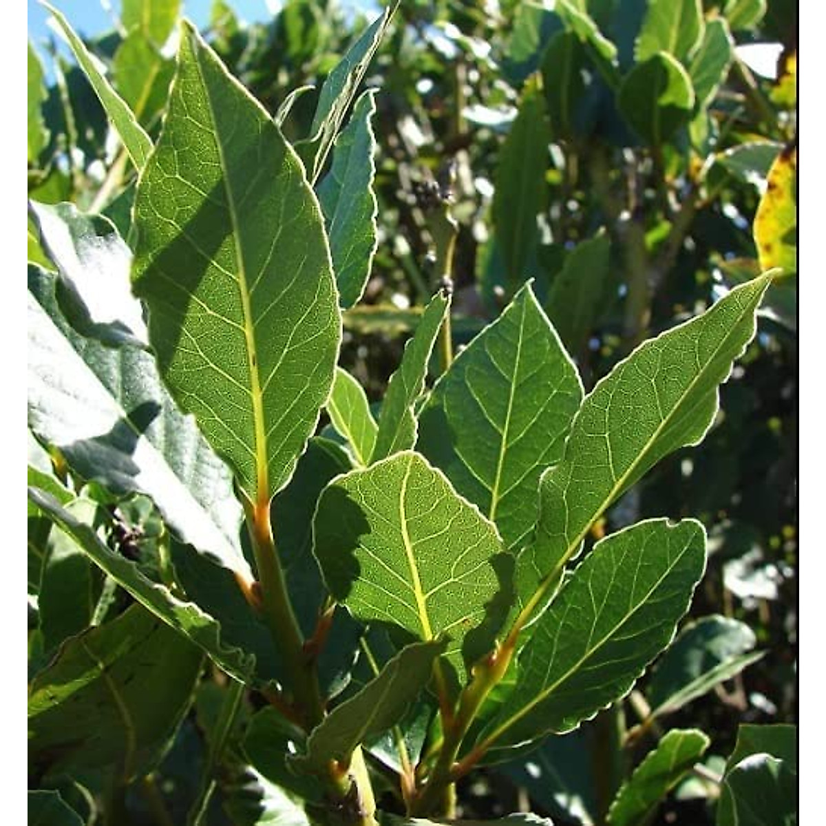 Bay Leaf Bonsai Tree Cutting - Nice Thick Trunk - Indoor/Outdoor Bonsai Tree Plant