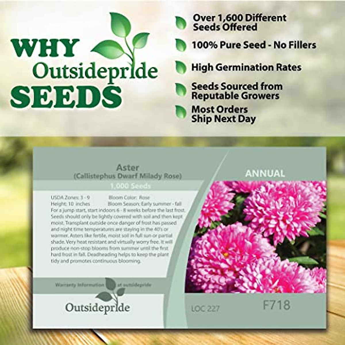 Outsidepride Aster Milady Rose Garden Flower Plant Seed - 1000 Seeds