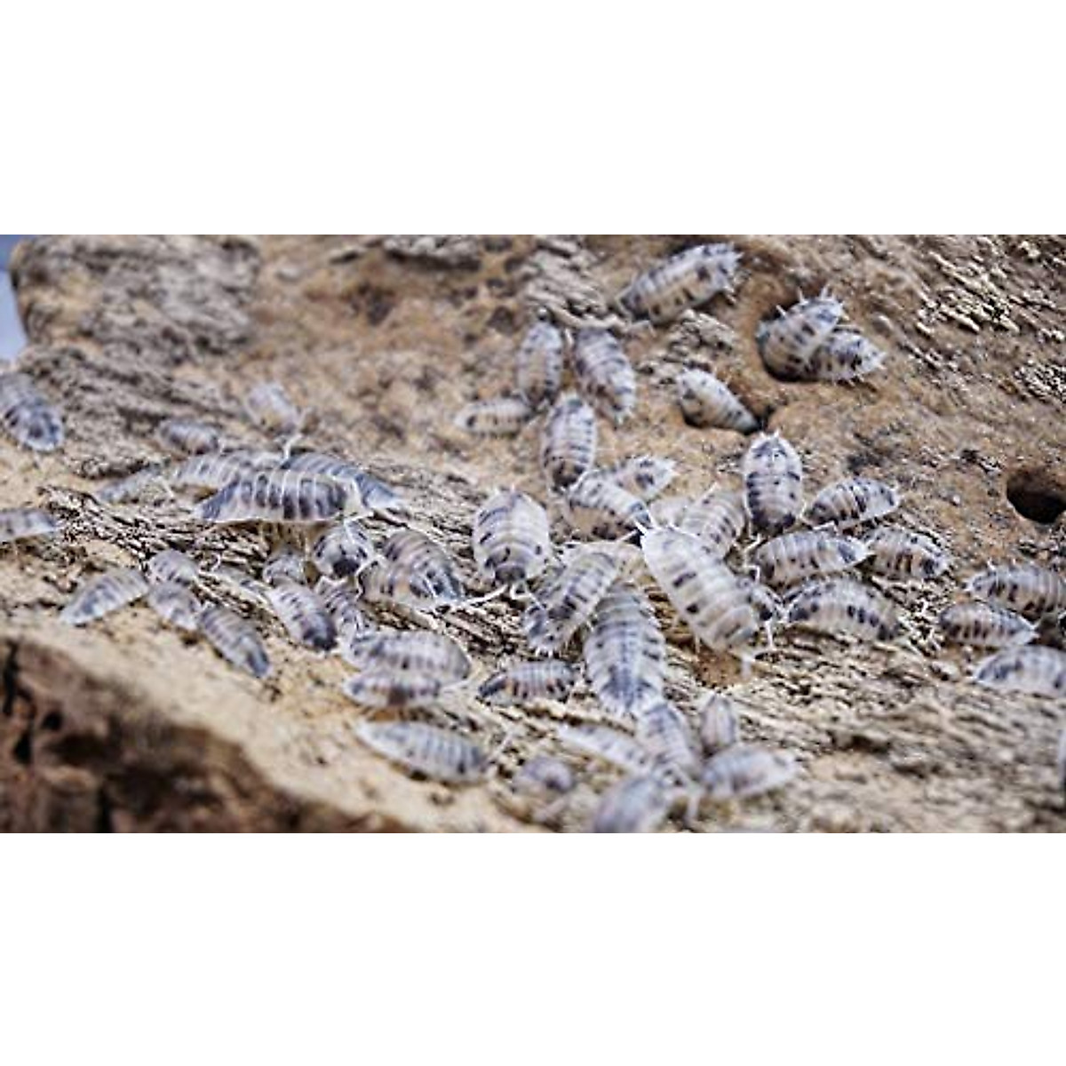 Bugzy Bugs Porcellio Laevis Dairy Cow 15 Count Live Isopods Roly Poly Cleanup Crew Reptile Food Terrarium Vivarium