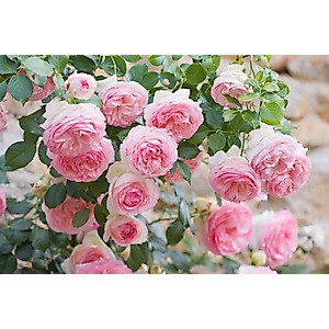 30 Rare Seeds-Pink Climbing Rose Bush Seed Flower#1108-Authentic Seeds-Flowers-Rose Seeds-Herb Seed-Vegetable Seeds-Mix Seeds for Plant-B3G1