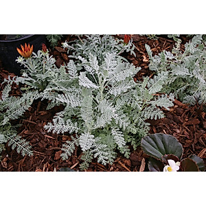 Burpee Silver Lace Dusty Miller Seeds 100 seeds