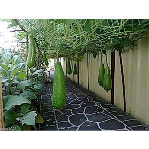 Bottle gourd Seeds, Nam Tao Yao (Asian vegetable) grows 12" long and 2.5 pounds.