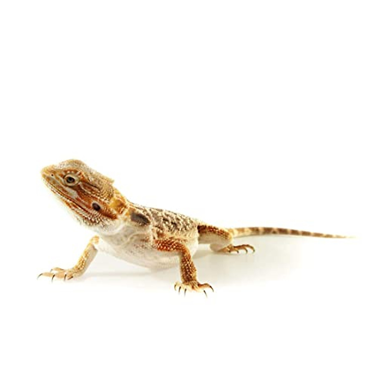 Hatortempt 10lbs Bulk Non-GMO Dried Mealworms for Reptile, Tortoise, Amphibian, Lizard, Wild Birds, Chickens, Duck, Poultry etc