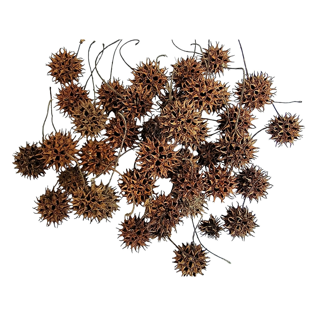 Sweet Gum Tree Seed Pods for Reptiles, Amphibians, Isopds, Terrarium, Bioactive Enclosures, 20 Count of Large 1" - 1.5" Natural and Organic Hand Collected Spikey Balls