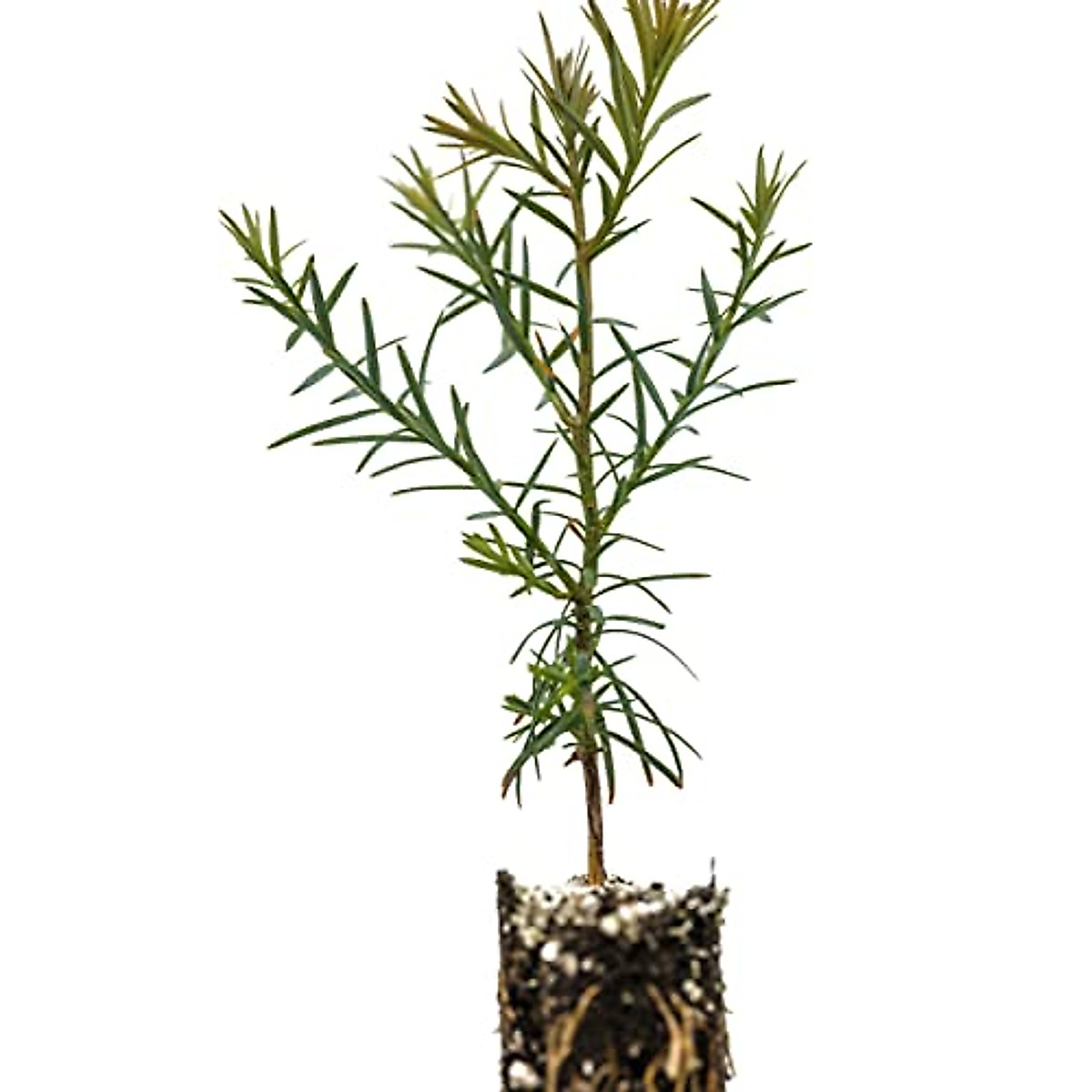 Coast Redwood | Small Tree Seedling | The Jonsteen Company