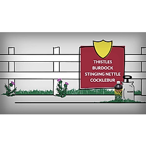 Compare-N-Save 2-4-D Amine Broadleaf Weed Killer, 32-Ounce