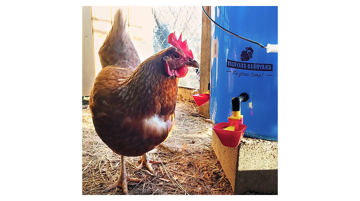 No Peck Poultry Waterer 4-Pack | Auto Chicken Drinker