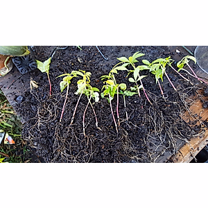 1112B-Sapphire Berry (Symplocos paniculata) Seeds by Robsrareandgiantseeds UPC0764425787099 Non-GMO,Organic,USA Grower, Bonsai, 1112-B Package of 25 Seeds