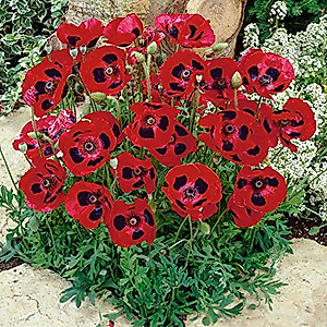 Outsidepride Papaver Commutatum Lady Bird Red Corn Poppy Wild Flowers - 5000 Seeds