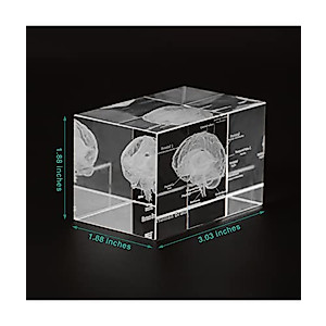 Ultrassist 3D Human Brain Crystal Model, Laser Etched Anatomical Model for Home and Office Decoration, Neurology Gifts