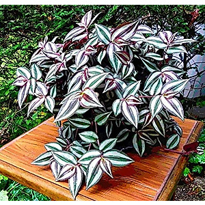 Yunaksea 35 Purple Wandering Jew Cuttings for Growing Indoor, 6 Inc to 8 Inc Tall, Ornaments Perennial Garden Simple to Grow Pot