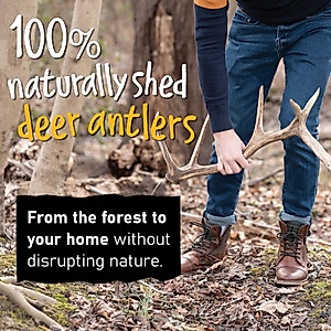 Snatchers Elk Antlers for Dogs – Long Lasting Dog Chews and Dog Toys for Aggressive Chewers, Naturally Shed Deer Antlers for Dogs Processed in The USA, No Additives (Small, 1 Count)