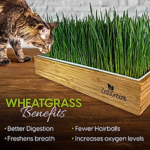 Self Watering Cat Grass Kit. Hands Down The Easiest Way to Grow Cat Grass. Everything Included to Grow a Large Crop of Delicious Cat Grass.