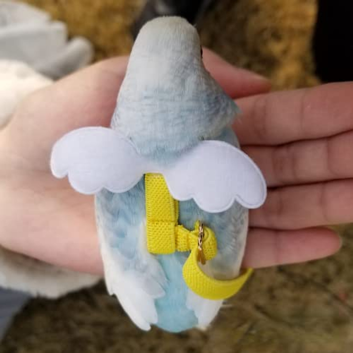 Pet Parrot Bird Harness Leash Adjustable Bird Flying Harness Traction Rope with Cute Wing for Parrots Pigeons Budgerigar Lovebird Cockatiel Mynah Outdoor Training Toy (S, Blue)