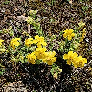 Outsidepride Hypericum Cerastoides Trailing St. John’s Wort Garden Flower & Ground Cover - 200 Seeds
