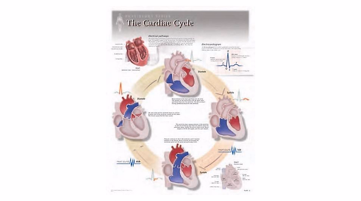 Cardiac Cycle Wall Chart (8140) - Learn Heart Phases