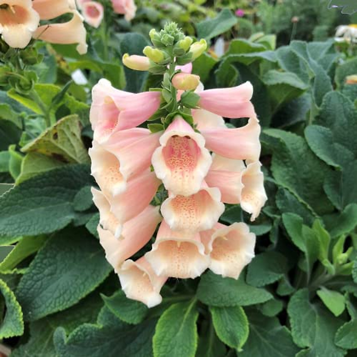 CHUXAY GARDEN 100 Seeds Digitalis Purpurea 'Dalmatian Peach',Common Foxglove Seed,Lady's Glove,Dalmatian Series Rare Peach Foxglove Perennial Flowering Plant Low-Maintenance