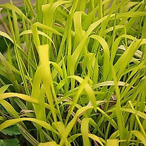 Outsidepride Milium Effusum Golden Millet Ornamental Grass for Shade Gardens - 25 Seeds