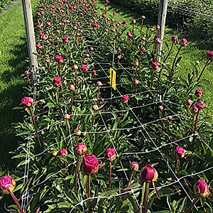 EAPFCT Trellis Netting 5x30ft 2 Pack Heavy-Duty Polyester Plant Support Trellis Net for Climbing Plants Garden Trellis Netting 6'' Mesh with Garden Ties