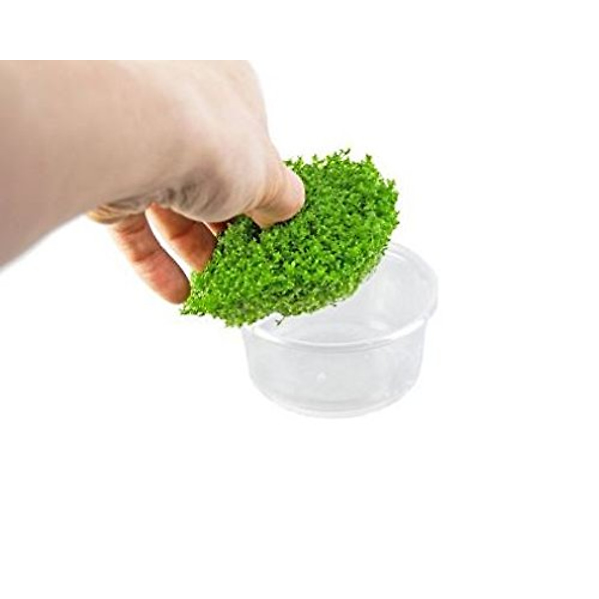 Mainam (1-Cup) Dwarf Baby Tears Carpet Imported Direct from Grower Live Aquarium Plants Decoration Tissue Culture for Freshwater Aquatic Plant Tank