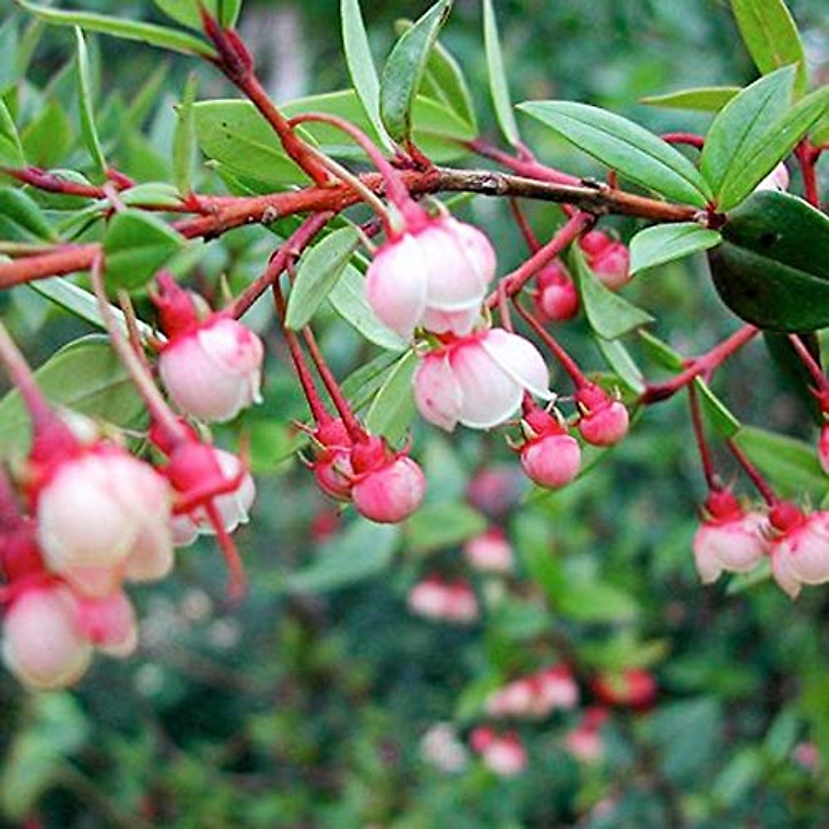 1135-Chilean Strawberry Bush (Ugni molinae) Seeds by Robsrareandgiantseeds UPC0764425787488 Non-GMO,Organic,Historic Plants, Bonsai,1135 Package of 5 Seeds