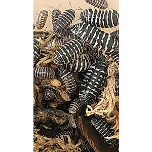 Bugzy Bugs Zebra Armadillidium Isopods 10 Count Live Roly Poly Cleanup Crew Feeders for Terrarium Reptile Insect Pet Food